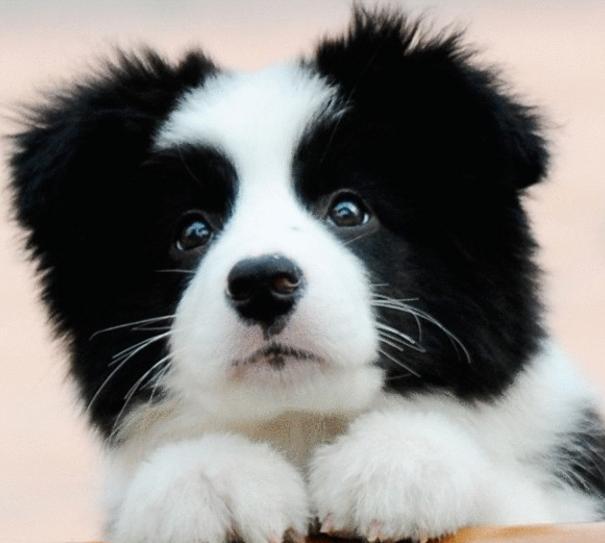 The smartest dog in the world - Border Collie - iNEWS