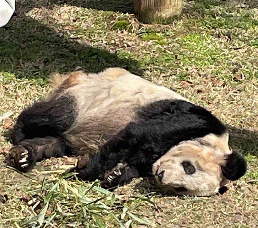 Panda Yaya arrived in Shanghai. The reporter revealed that the bamboo ...