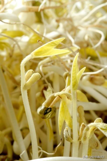 2 minutes to teach you how to grow bean sprouts, the method is simple ...