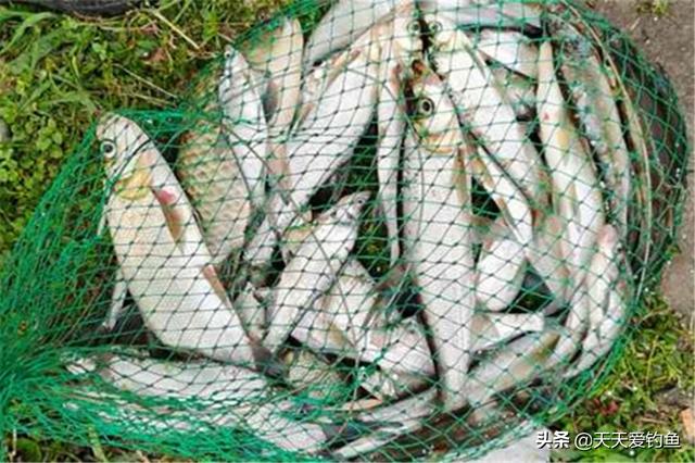 In summer, when fishing for cockroaches in the wild, using this ...