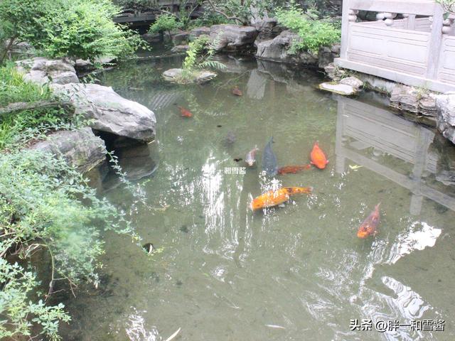 3 fat koi go out in a group?The unknown side of Baotu Spring, Zeng Gong ...