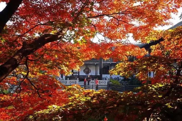 The Maple Trees Come to Dreams - Appreciation of Mr. Wang Xianliang's ...