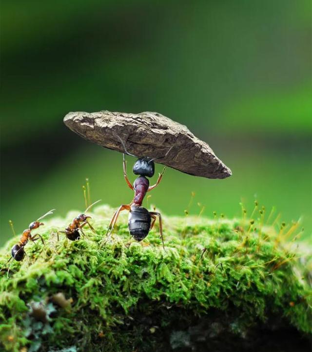 If humans are 1000 times smaller, can they still beat ants?Why? - iNEWS