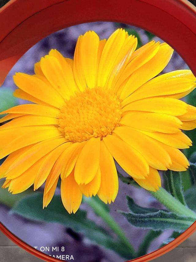 "Calendula off the west end of the village" (photographed by mobile ...