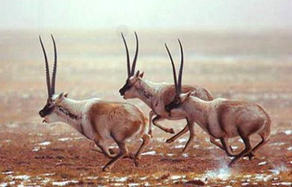 Which creature on Earth has the shortest mating time? - iNEWS