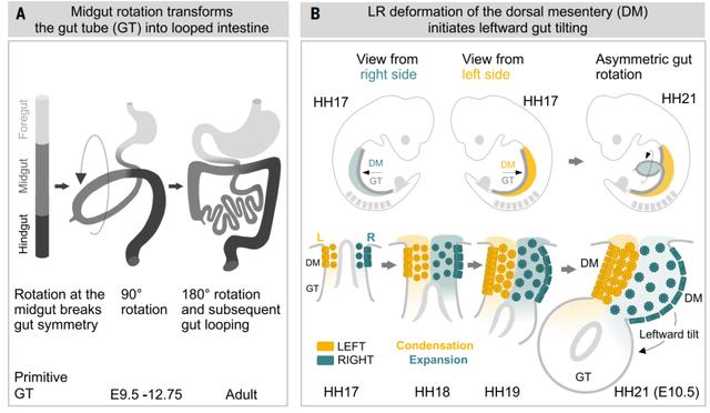 The mechanism of intestinal rotation - iNEWS