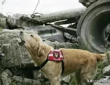 how animals react to earthquakes - iNEWS