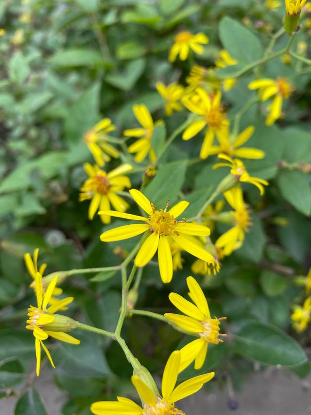 To save trouble, replace ferrous sulfate with iron nails, supplement ...