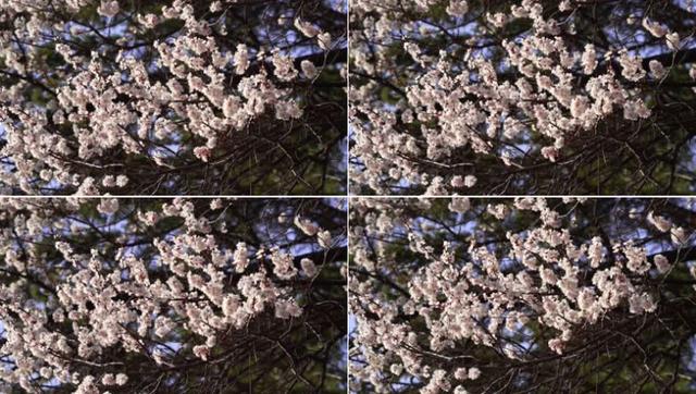 Spring flowers live video - iNEWS