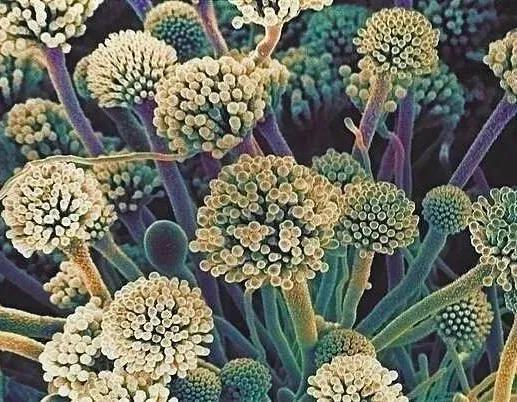 21 wonderful pictures of the microscopic world under the microscope - iNEWS