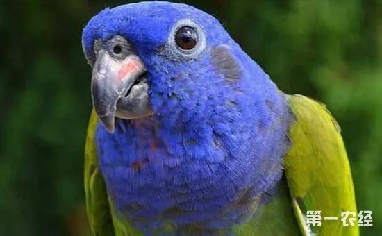 The ancient parrot "The Great Detective" - iNEWS