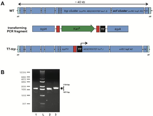 T7 DNA polymerase sequencing technology - iNEWS