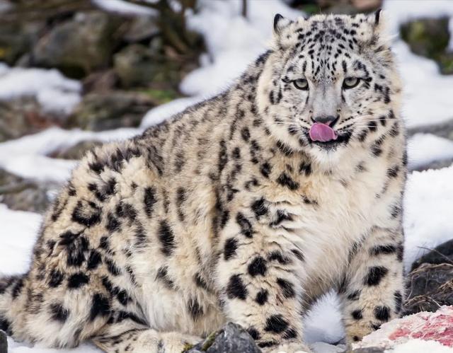 Three snow leopards found in Aksu, Xinjiang - iNEWS
