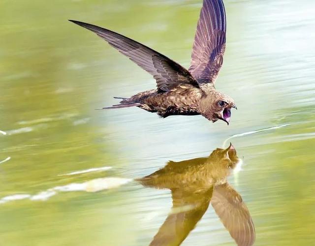 The most flying animal ─ Swift - iNEWS