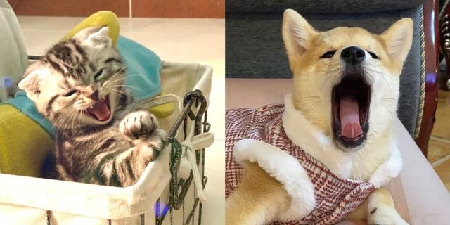 Yawning is contagious, people and animals are not immune, this is to ...