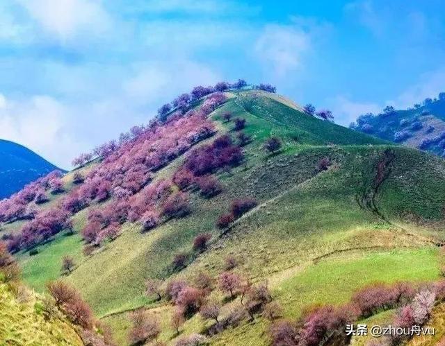 Lei Ling takes you to find flowers - iNEWS