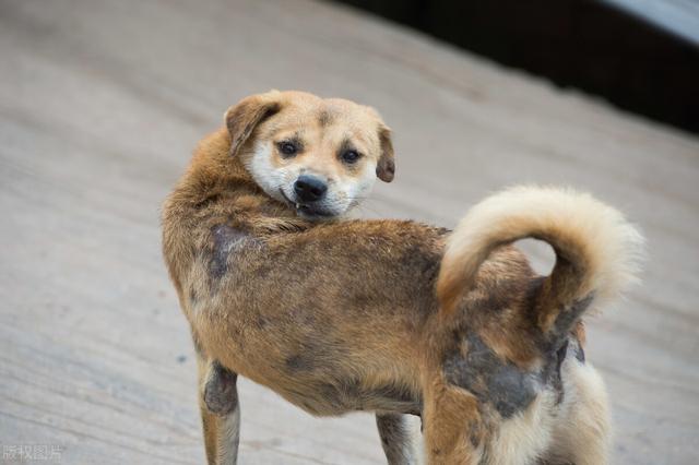 The stray dog who is chasing after humans and keeps picking up cars to ...