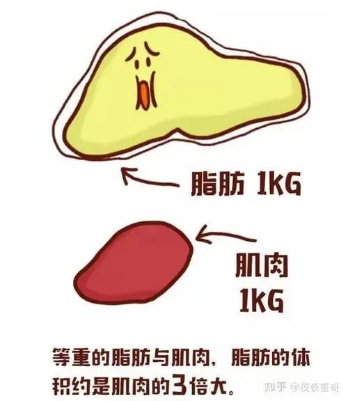 Fat innocence?Yes, Fat Is Not Guilty - iNEWS