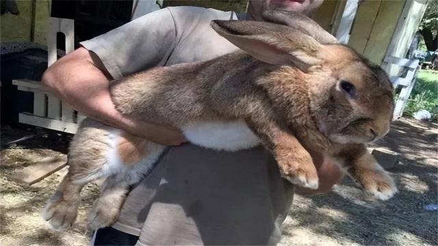 The human-rabbit war lasted for 150 years, and Australia was completely ...