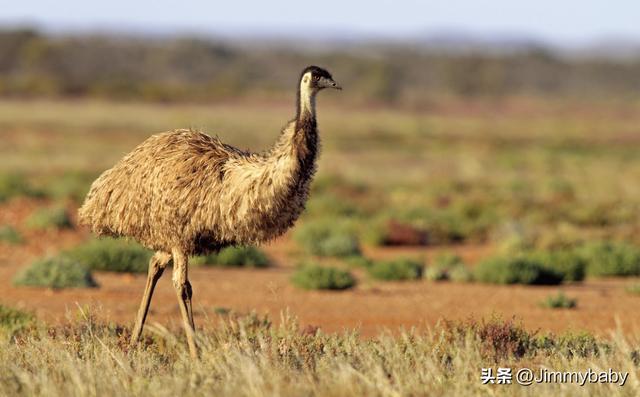 The Legend of the World's National Bird: Australia's Emu - iNEWS