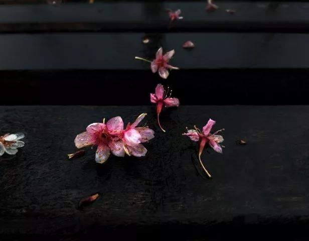 Prose: Falling Flowers and Flowing Water Disturb My Heart - iNEWS