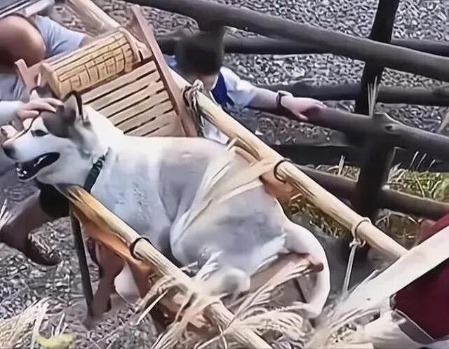 Husky's self-report: Why did I lift up the mountain in a sedan chair ...