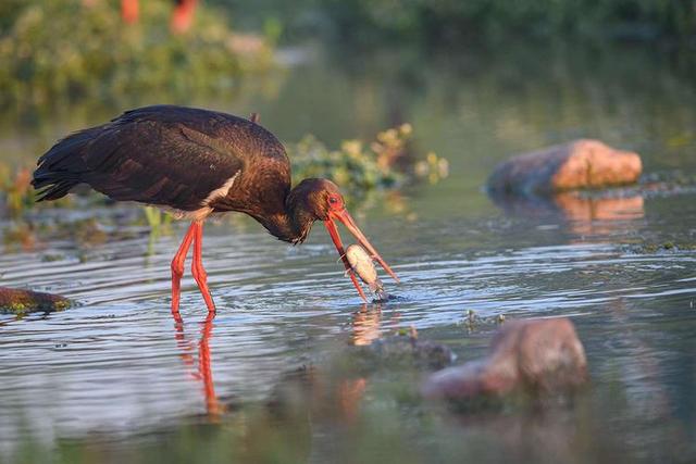 Both are national treasures, so why fry each other?Black Stork Fights ...