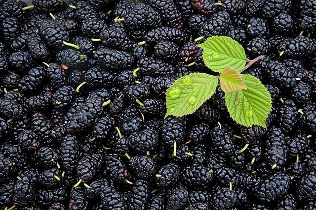 A recipe that men must master, only simple two herbs - iNEWS