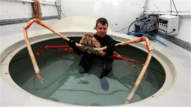 The "biggest" crab on earth: the legs are as long as 4.2 meters, and ...