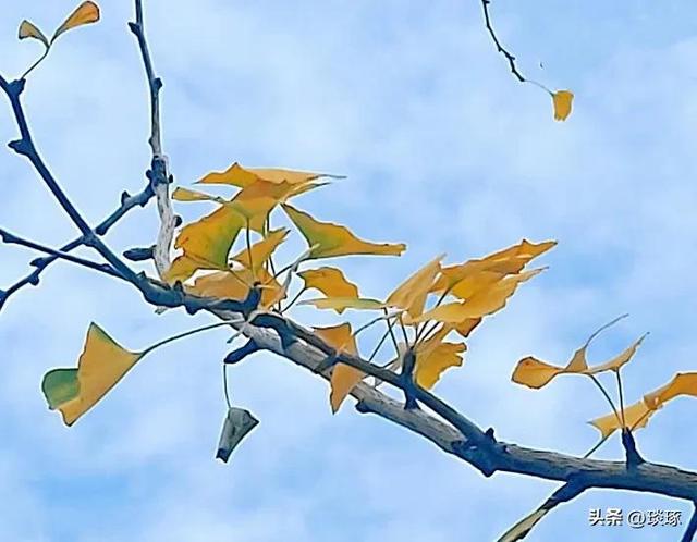 Autumn's Flying Flower Order: "Autumn Leaves Don't Say a Word and Smile ...