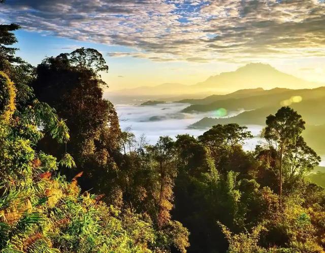 10 of the largest and most biodiverse forests on Earth - iNEWS