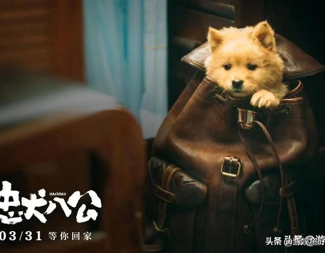 Feng Xiaogang and Chen Chong's movie "The Faithful Dog Hachiko" is set ...