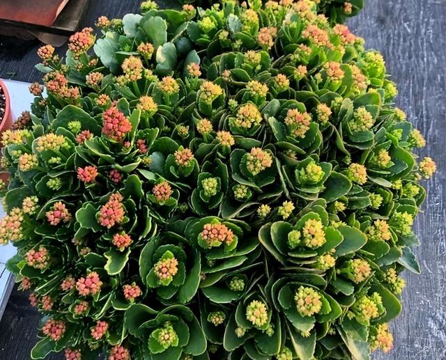 To grow longevity flowers in January, you only need to "use one trick ...