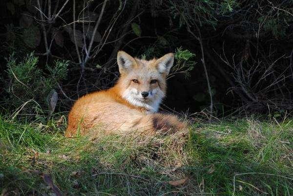 Interpretation of Fox Fairy Worship: Chong and Fear of Foxes - iNEWS