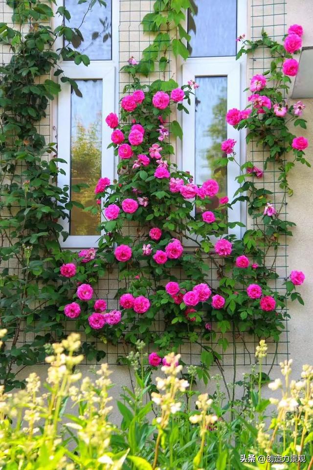 How to plant roses in the garden? Do these things well, and the flowers ...