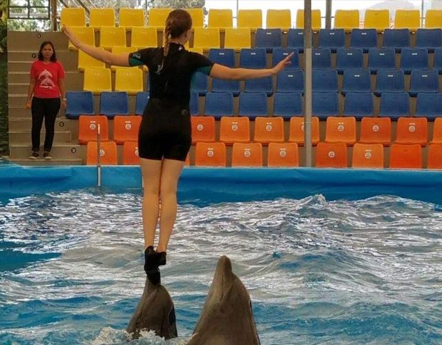 Are dolphins taking revenge on humans?Japanese woman swims on beach ...