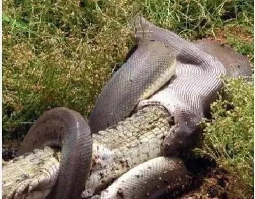 Realistic version of "Python Disaster", Florida's pet python dominates ...