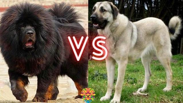 Tibetan Mastiff and Kangao Dog, two large beasts, who can win the ...