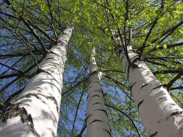 plant worship in russia - iNEWS