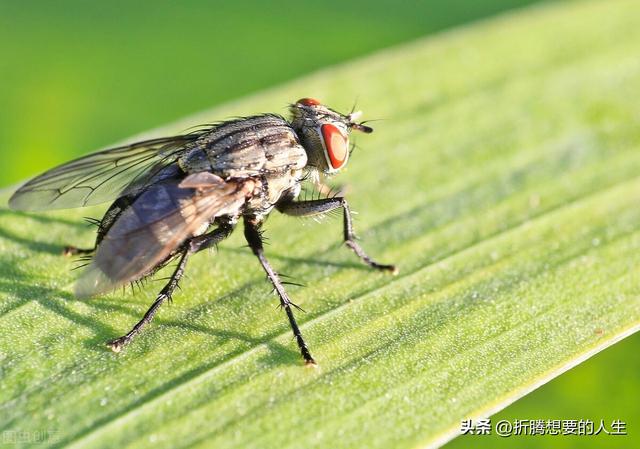 Why don't 'dirty' flies get sick? - iNEWS