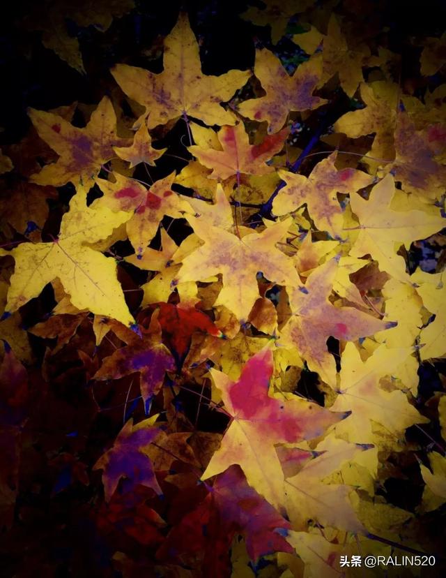 The most beautiful is maple leaf red, 6 red maple holy places are ...