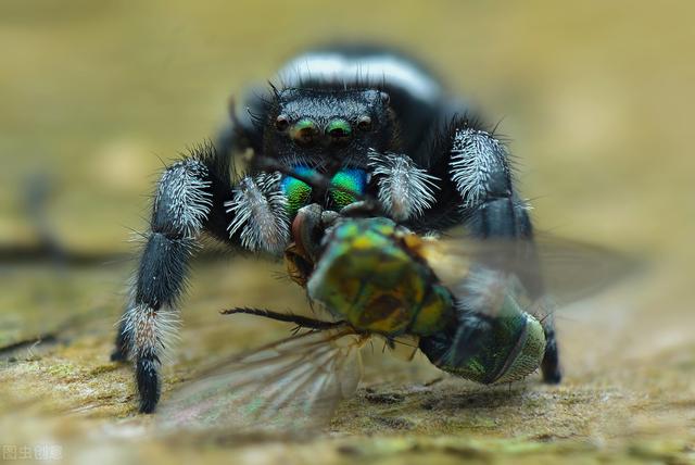 Why do small bugs eaten by spiders leave empty shells - iNEWS