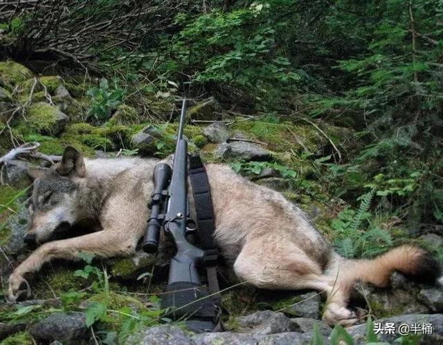 What are the natural enemies of wolves?Can adults beat wolves with ...