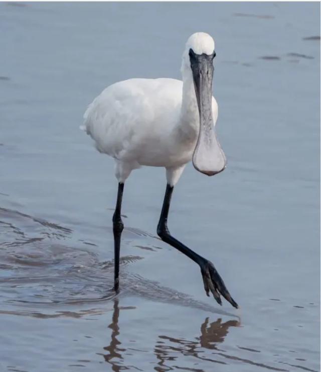 "Giant panda among birds" discovered by first observation on Mazhou ...