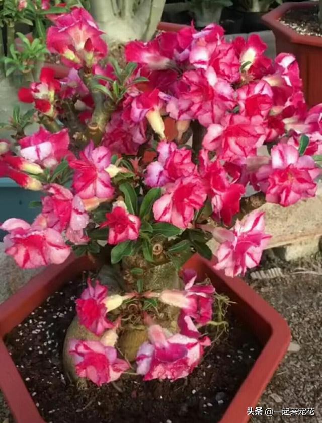 Desert rose planted in fall not blooming?Teach you a few tips, every ...