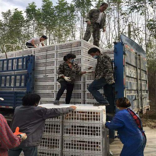 Transport cage adaptation training: an important guarantee for pet ...