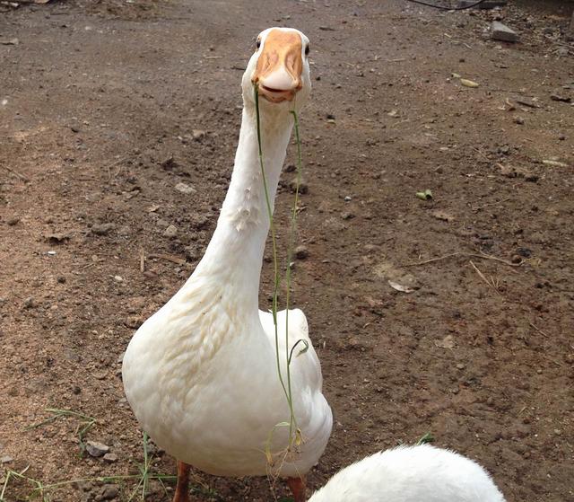 The geese are force-fed through a 20-centimeter-long tube, and 6 pounds ...