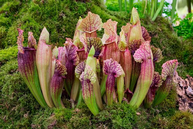 The meat eaters of the plant world, the legend of man-eating plants - iNEWS