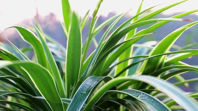 Ordinary spider plants can be "raised like this", with unique plant ...