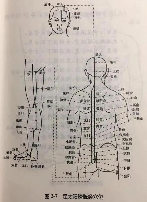 "Compilation of Meridians" Foot Taiyang Bladder Meridian (a total of ...